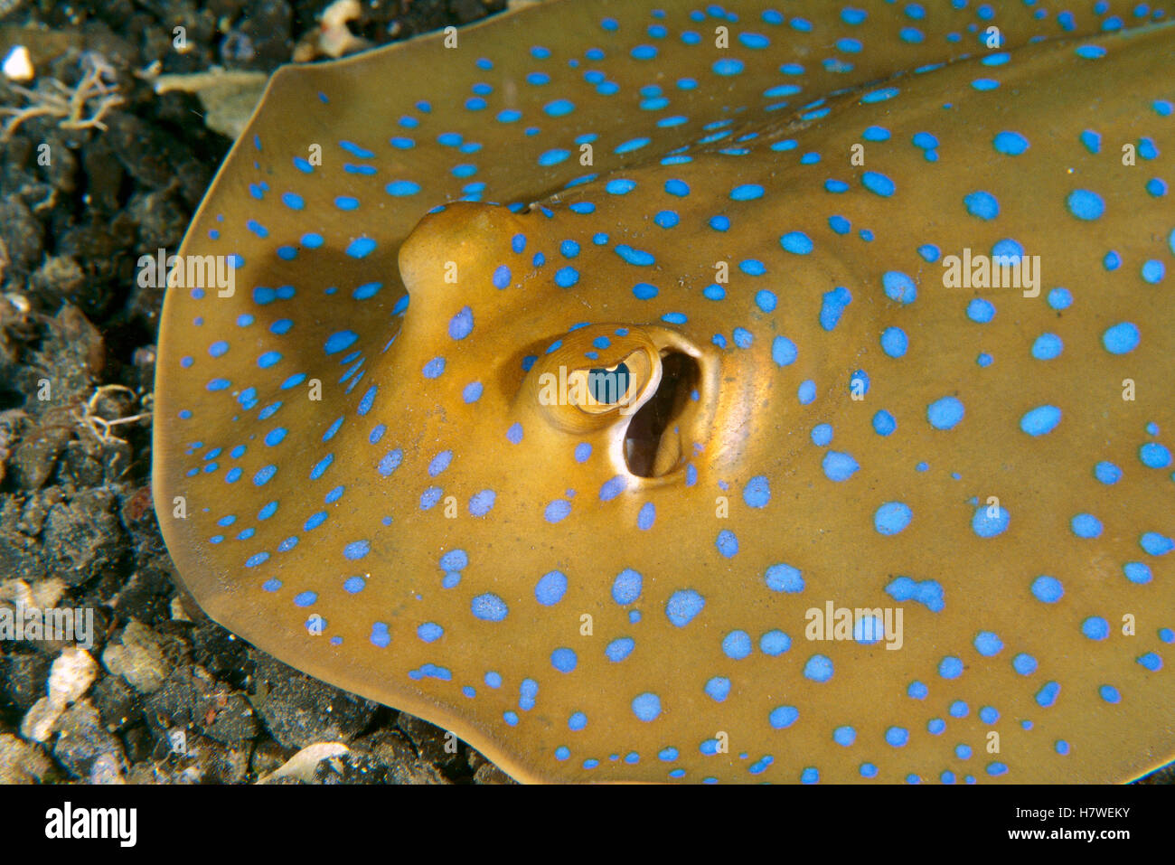 Blue Spotted Fantail Stingray (Taeniura lymma), Lembeh Strait ...