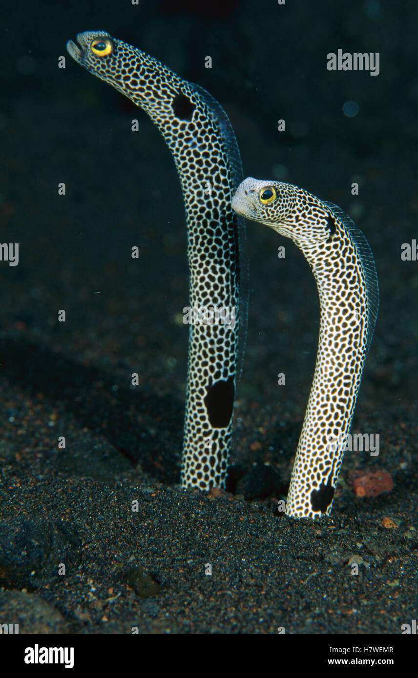 Spotted Garden Eel (Heteroconger hassi) pair emerging from burrows ...