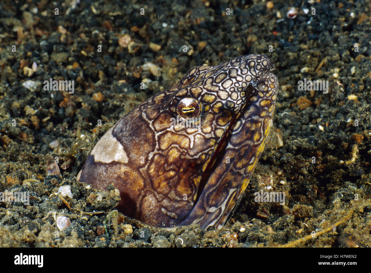 Napoleon Snake Eel (Ophichthus bonaparti) emerging from burrow, Bali ...