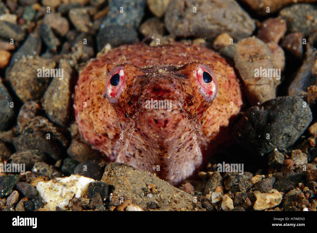 Crocodile Snake Eel (Brachysomophis crocodilinus) peeking out of burrow ...