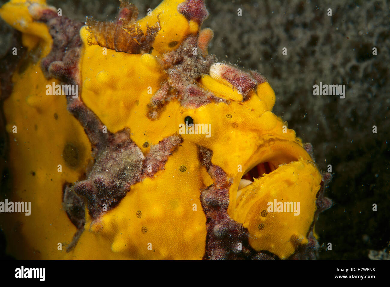 Warty Frogfish (Antennarius maculatus), Milne Bay, Papua New Guinea ...