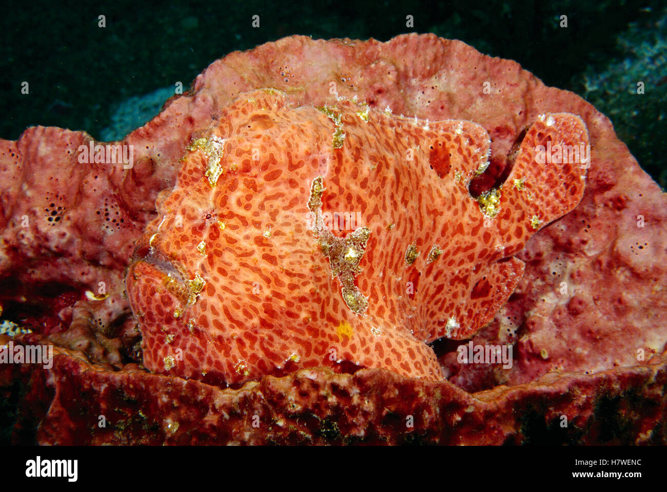 Commerson's Frogfish (Antennarius commersonii) camouflaged, Andaman Sea ...