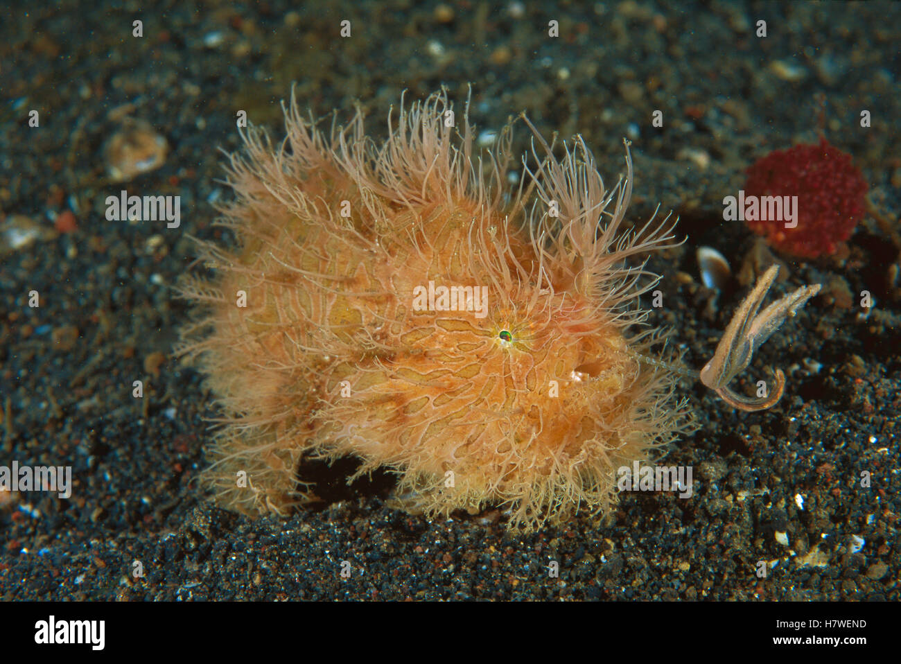 Striated Frogfish (Antennarius striatus) waving its worm shaped lure to ...