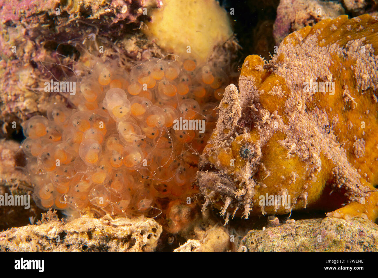 White-spotted Anglerfish (Phyllophryne scortea) guarding eggs ...
