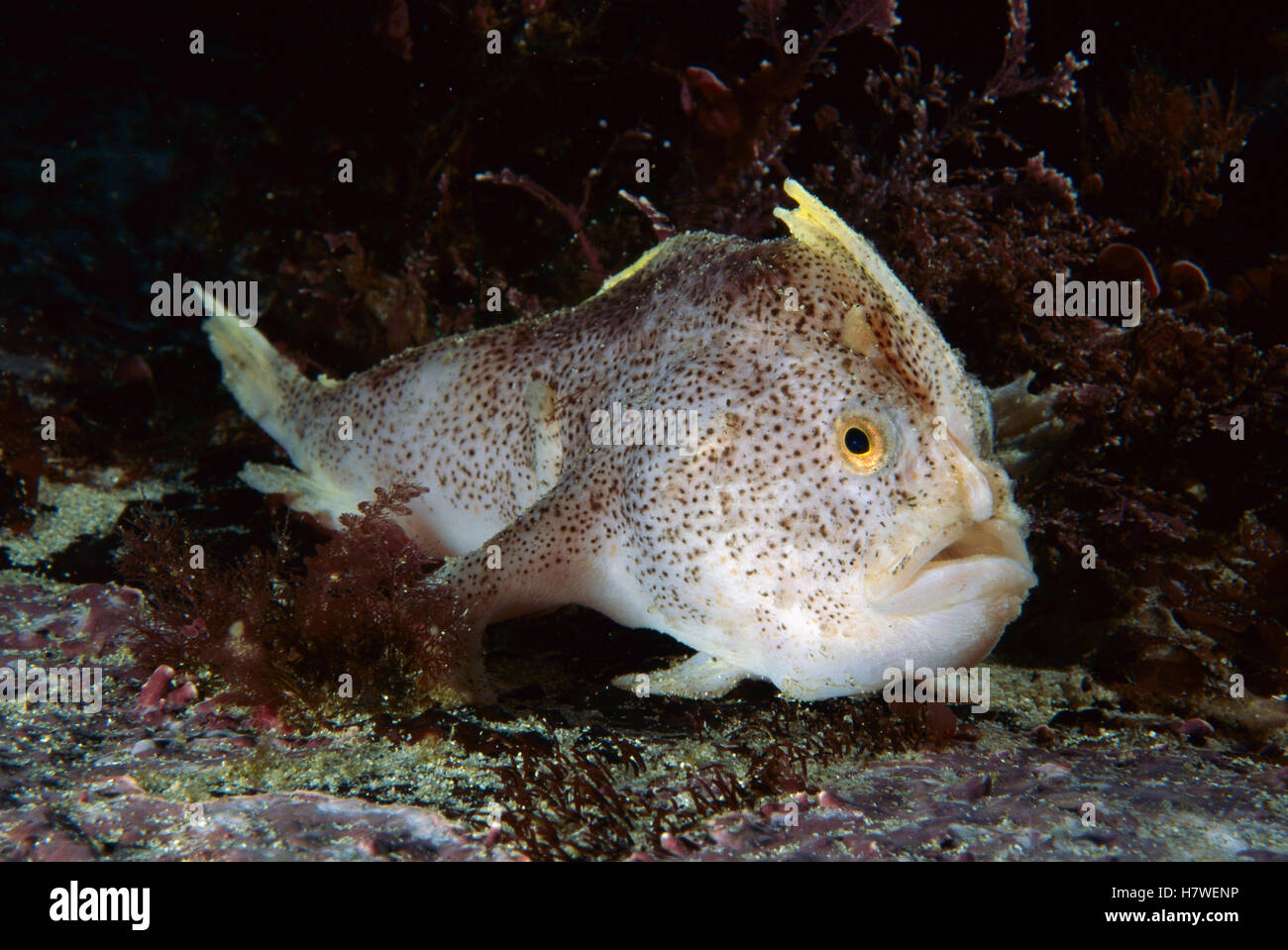 Handfish (Brachionichthys sp), Tasman Peninsula, Australia Stock Photo ...