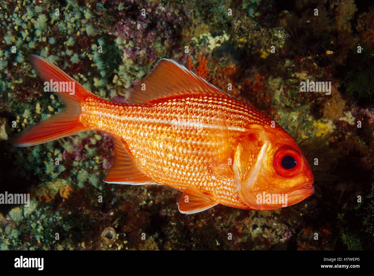 Bight Redfish (Centroberyx gerrardi), Kangaroo Island, Australia Stock ...