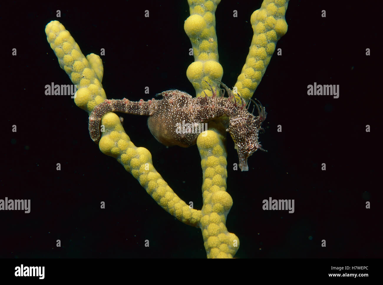 Short-snouted Seahorse (Hippocampus breviceps), Edithburgh, Australia ...