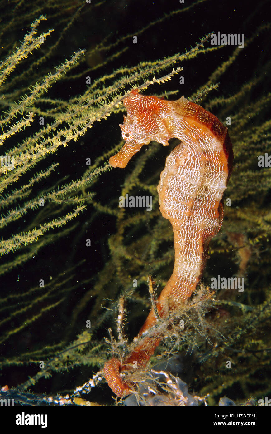 Pacific Seahorse (Hippocampus ingens), Galapagos Islands, Ecuador Stock ...
