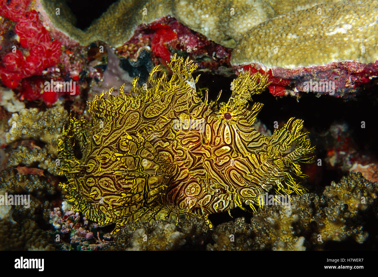 Merlet's Scorpionfish (Rhinopias aphanes), Milne Bay, Papua New Guinea ...