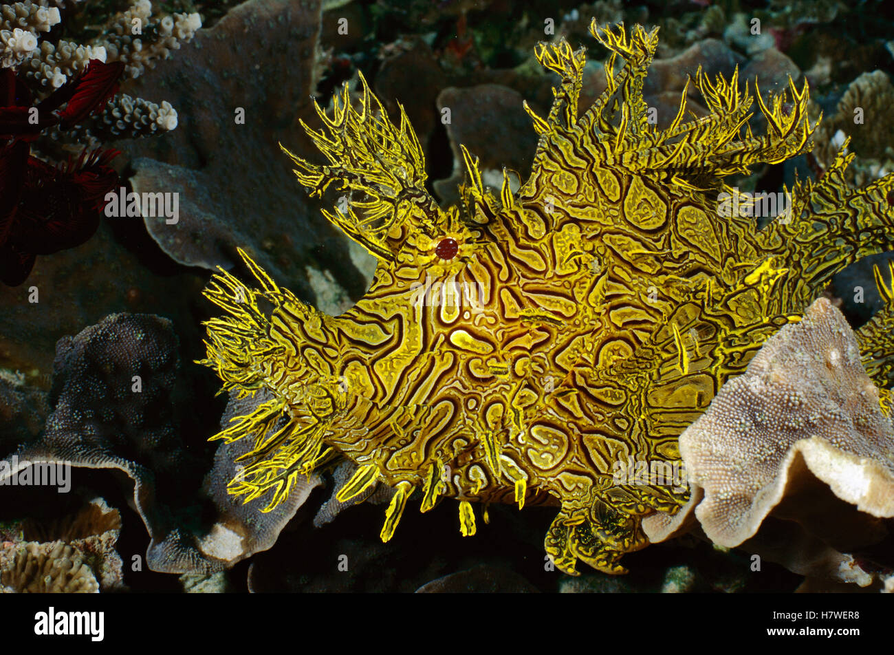 Merlet's Scorpionfish (Rhinopias aphanes), Milne Bay, Papua New Guinea ...
