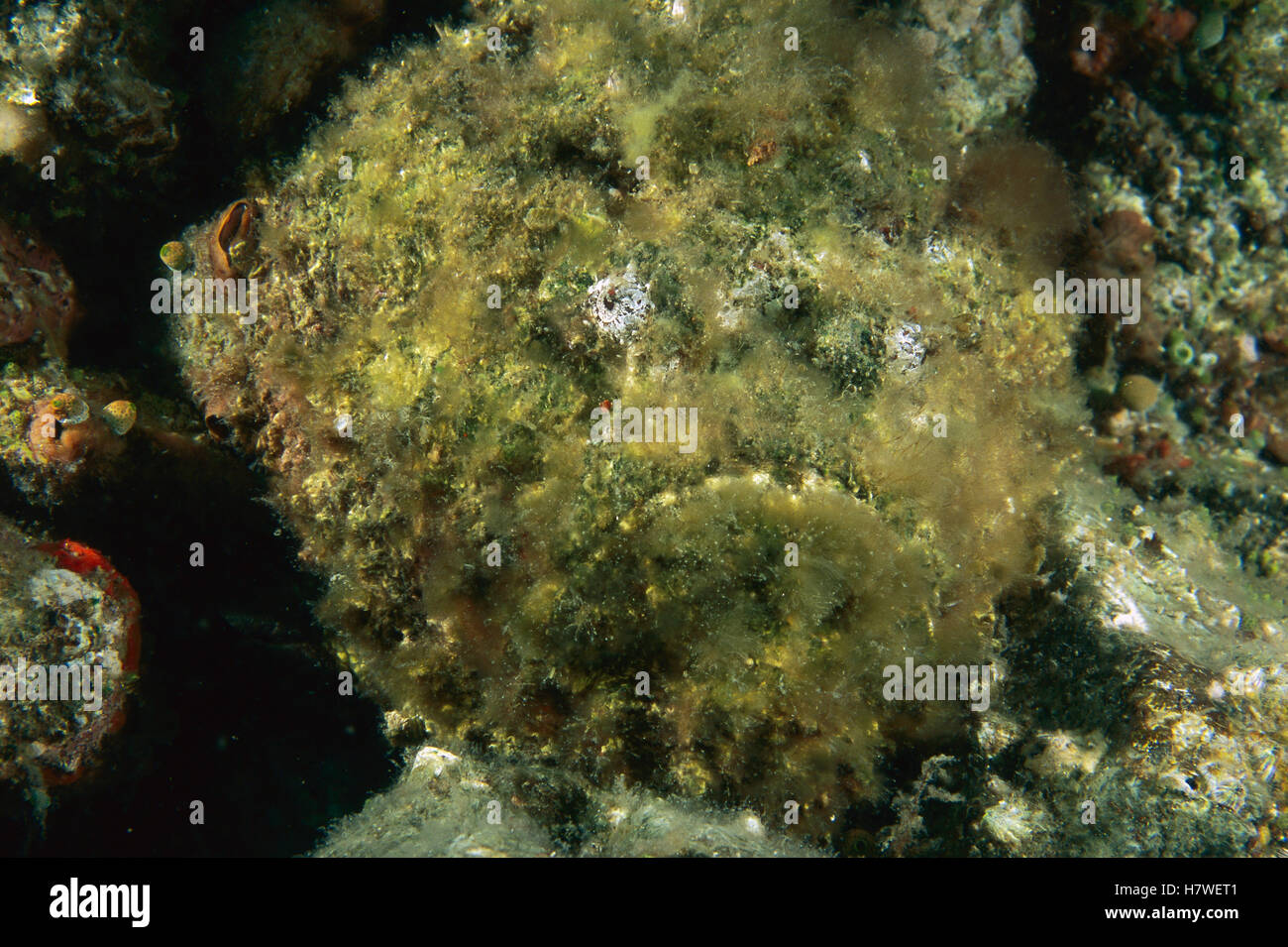 Esturine Stonefish (Synanceia horrida), Lembeh Strait, Indonesia Stock ...