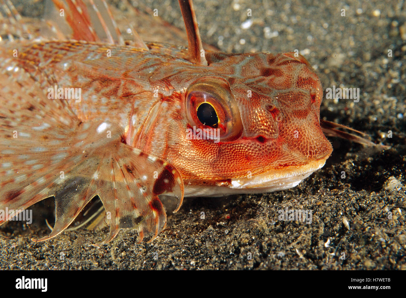 Oriental Flying Gurnard (Dactyloptena orientalis) showing nocturnal ...