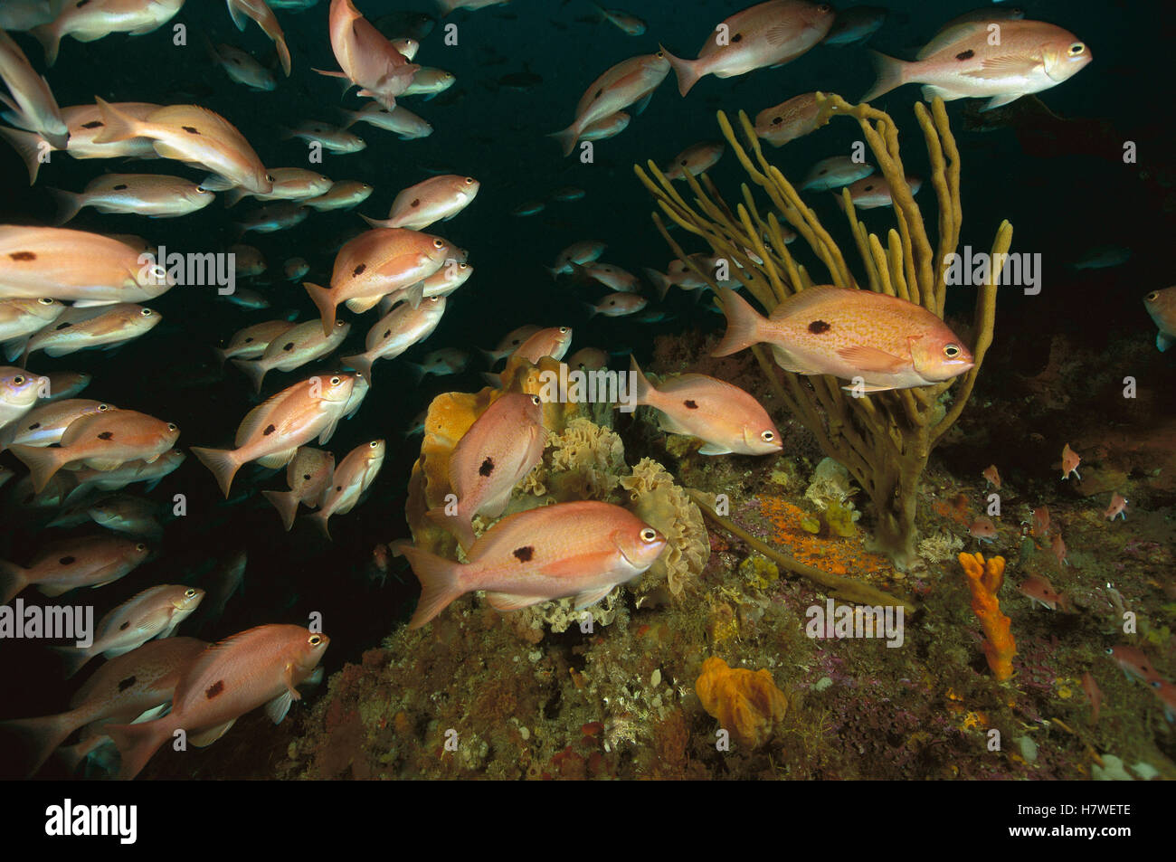 Butterfly Perch (Caesioperca lepidoptera) school, Tasmania, Australia ...