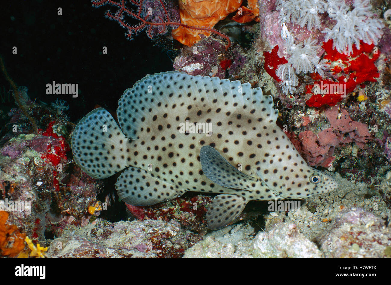 Humpback Rockcod (Cromileptes altivelis) on reef, Uepi Island, Solomon ...