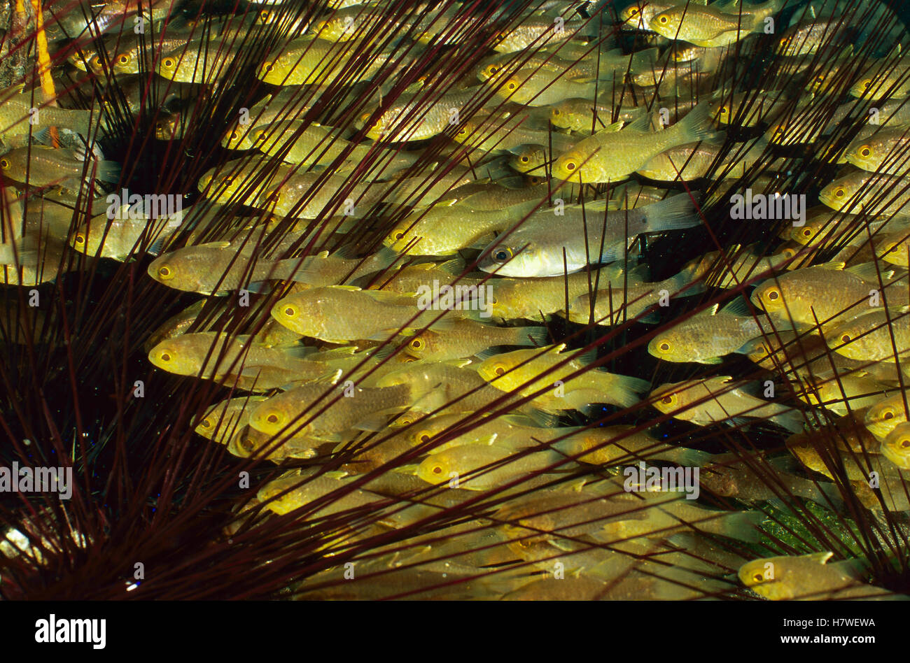 Cardinalfish (Apogonidae) group hiding among urchin spines, Bali ...