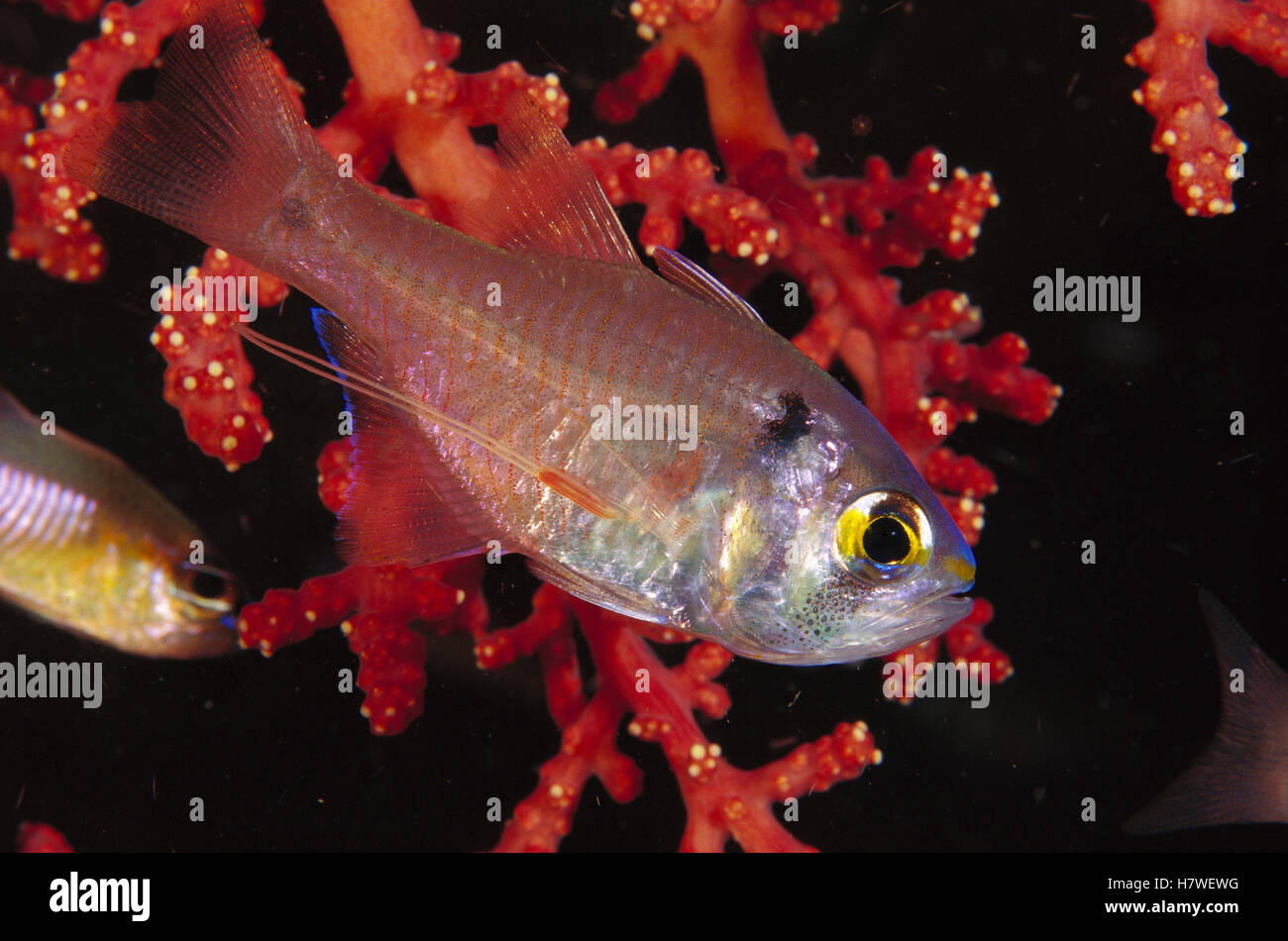Orangelined Cardinalfish (Archamia fucata) with a parasitic Fish Louse ...