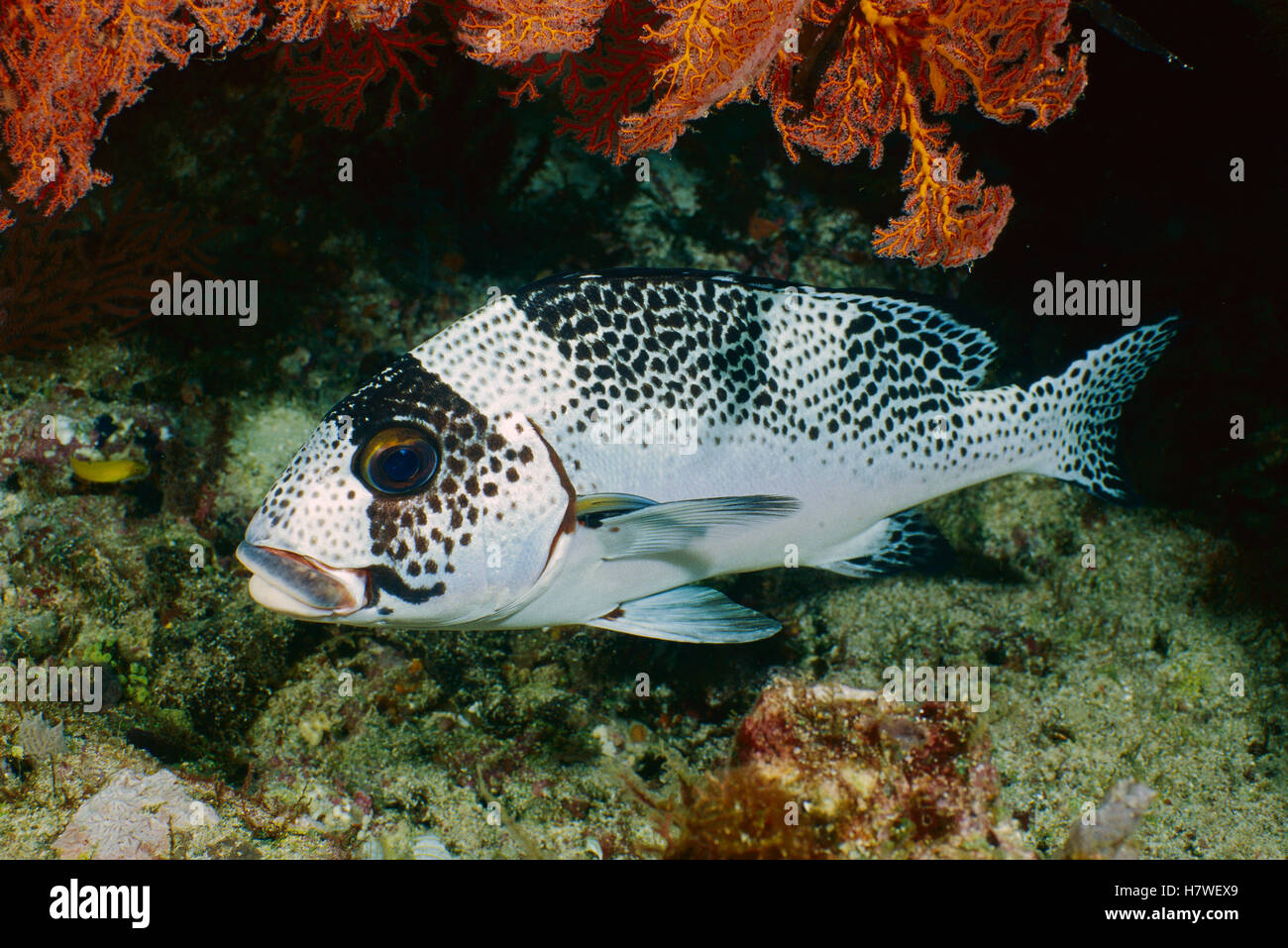 Spotted Sweetlips (Plectorhinchus picus), Gili Islands, Indonesia Stock ...