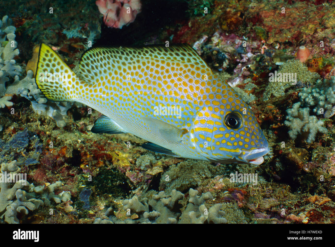 Painted Sweetlips (Diagramma pictum) sub-adult, Lembeh Strait ...