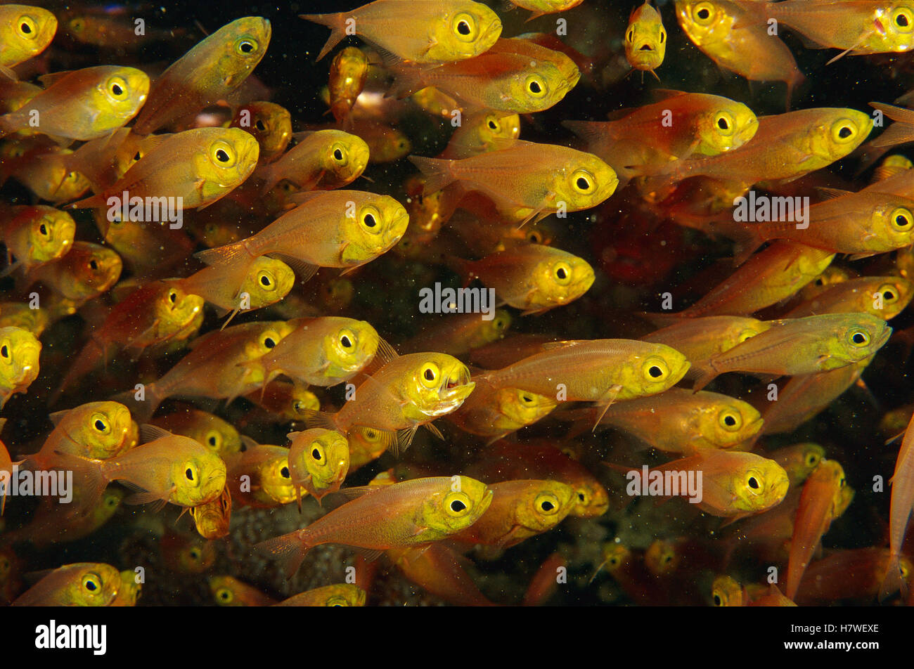 Pygmy Sweeper (Parapriacanthus ransonneti) school, Komodo Island ...