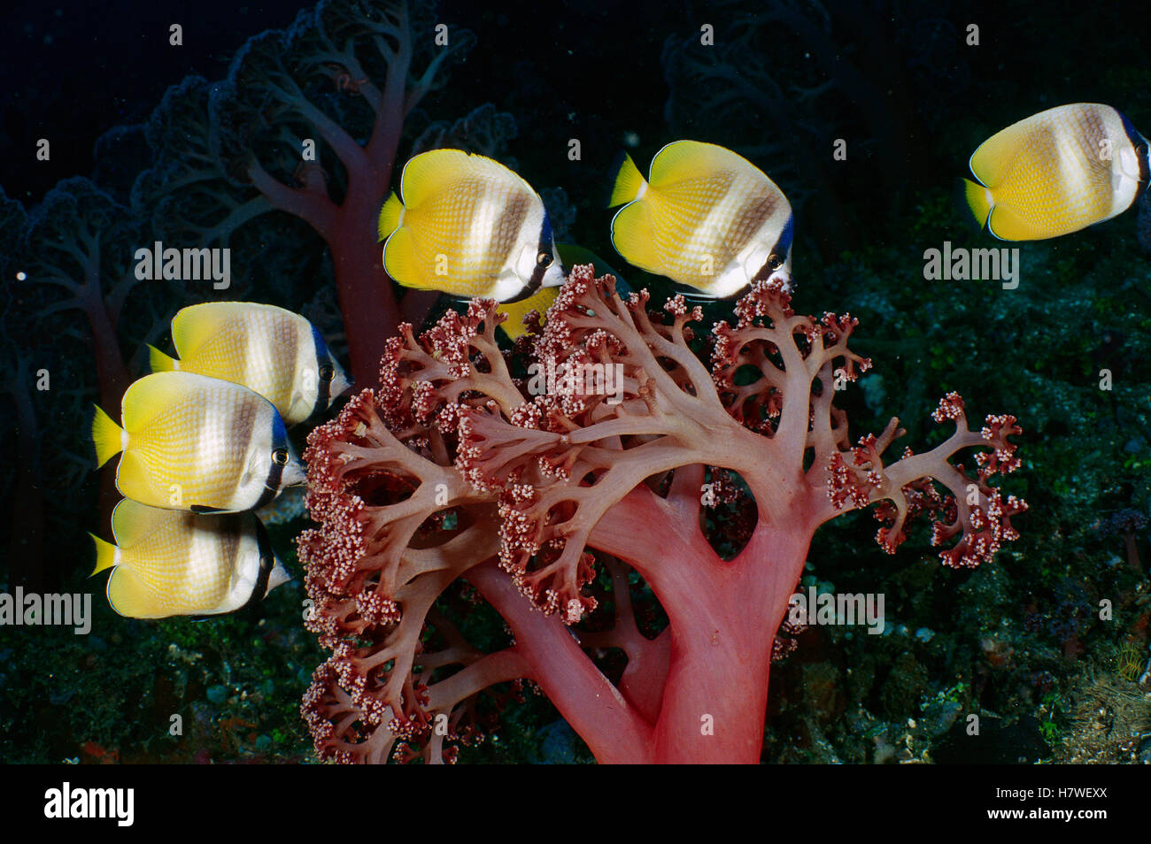 Coral polyp eating High Resolution Stock Photography and Images - Alamy