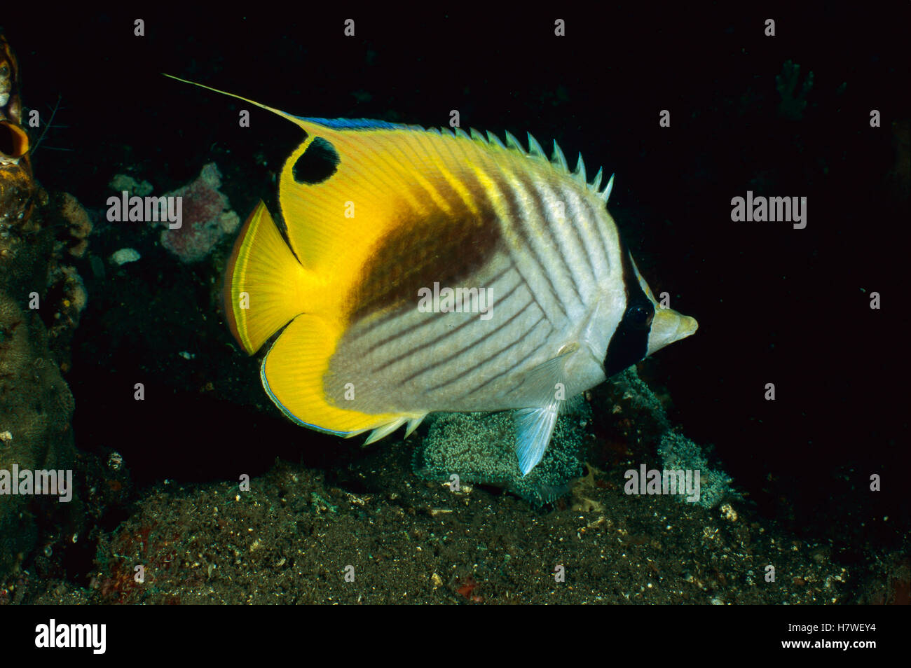 Cross-stripe Butterflyfish (Chaetodon auriga) showing nocturnal ...