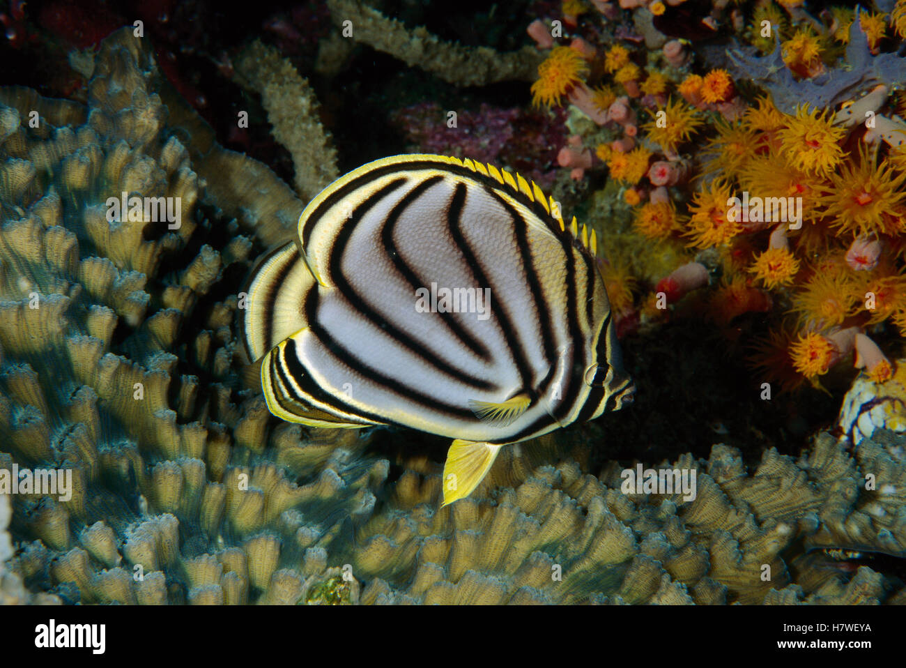 Meyer's Butterflyfish (Chaetodon meyeri), Manado, Indonesia Stock Photo ...
