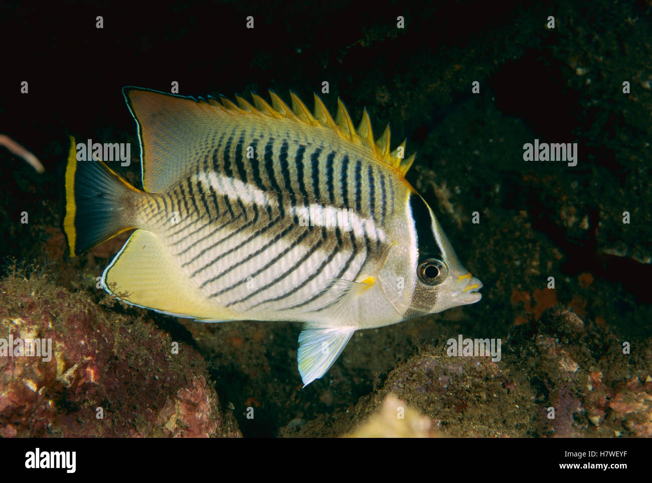 Chevron Butterflyfish (Chaetodon trifascialis) showing nocturnal ...