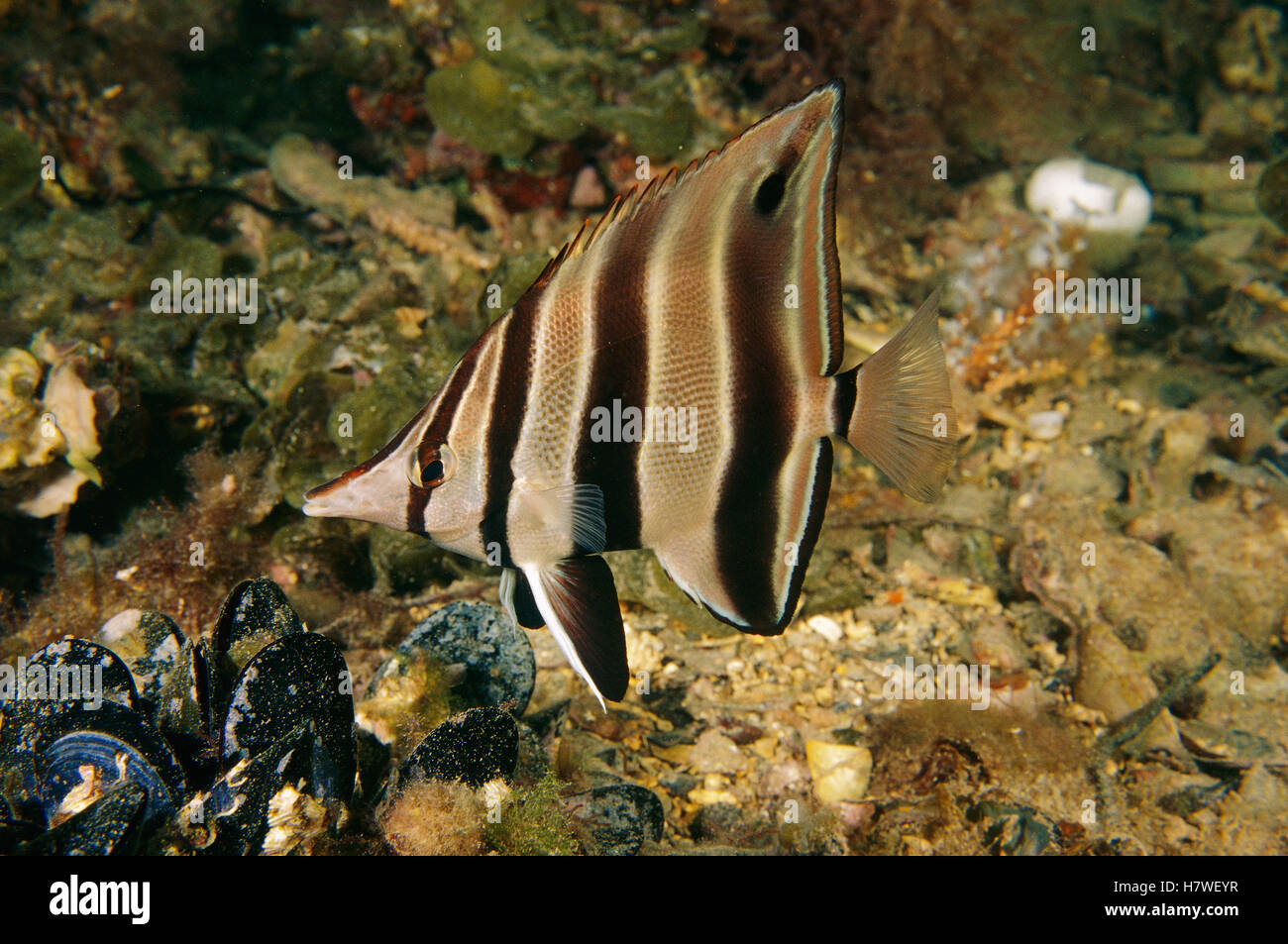 Western Talma (Chelmonops curiosus), Australia Stock Photo - Alamy
