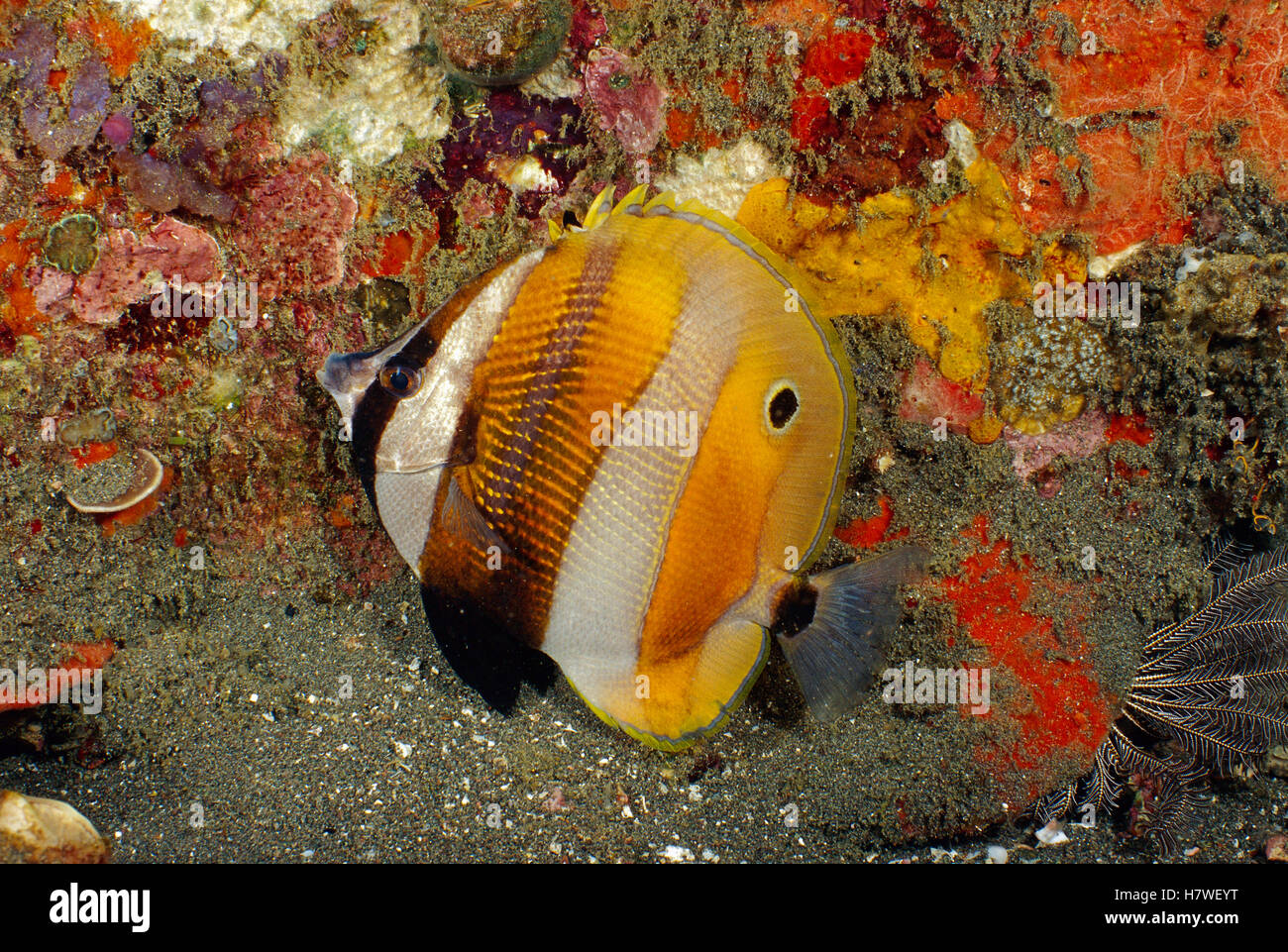 Golden-girdled Coralfish (Coradion chrysozonus) showing nocturnal ...