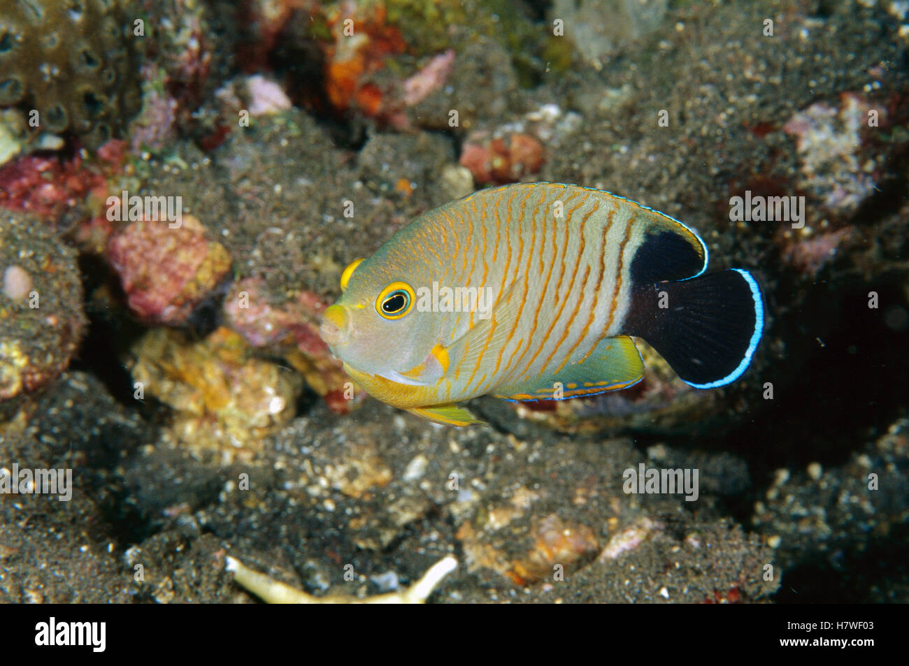Blacktail Angelfish (Centropyge eibli), Bali, Indonesia Stock Photo - Alamy