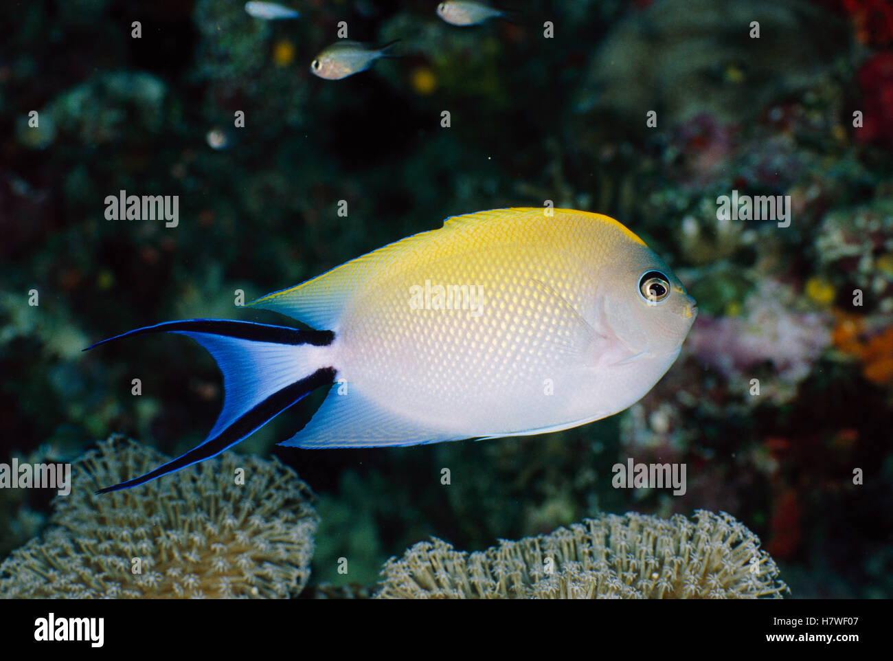 Blackspot Angelfish (Genicanthus melanospilos) female, Wakaya Island ...
