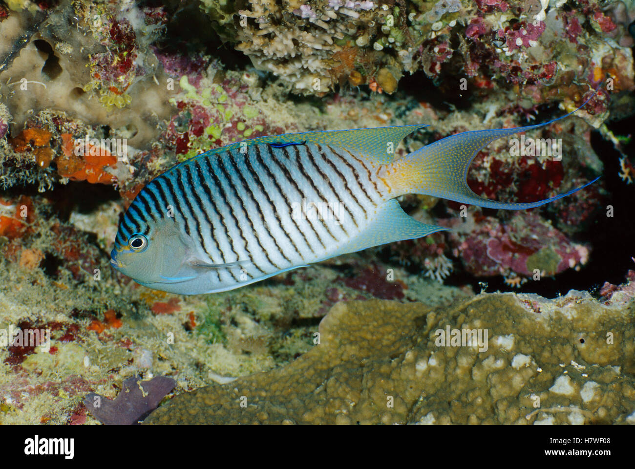Blackspot Angelfish (Genicanthus melanospilos) male, Wakaya Island ...