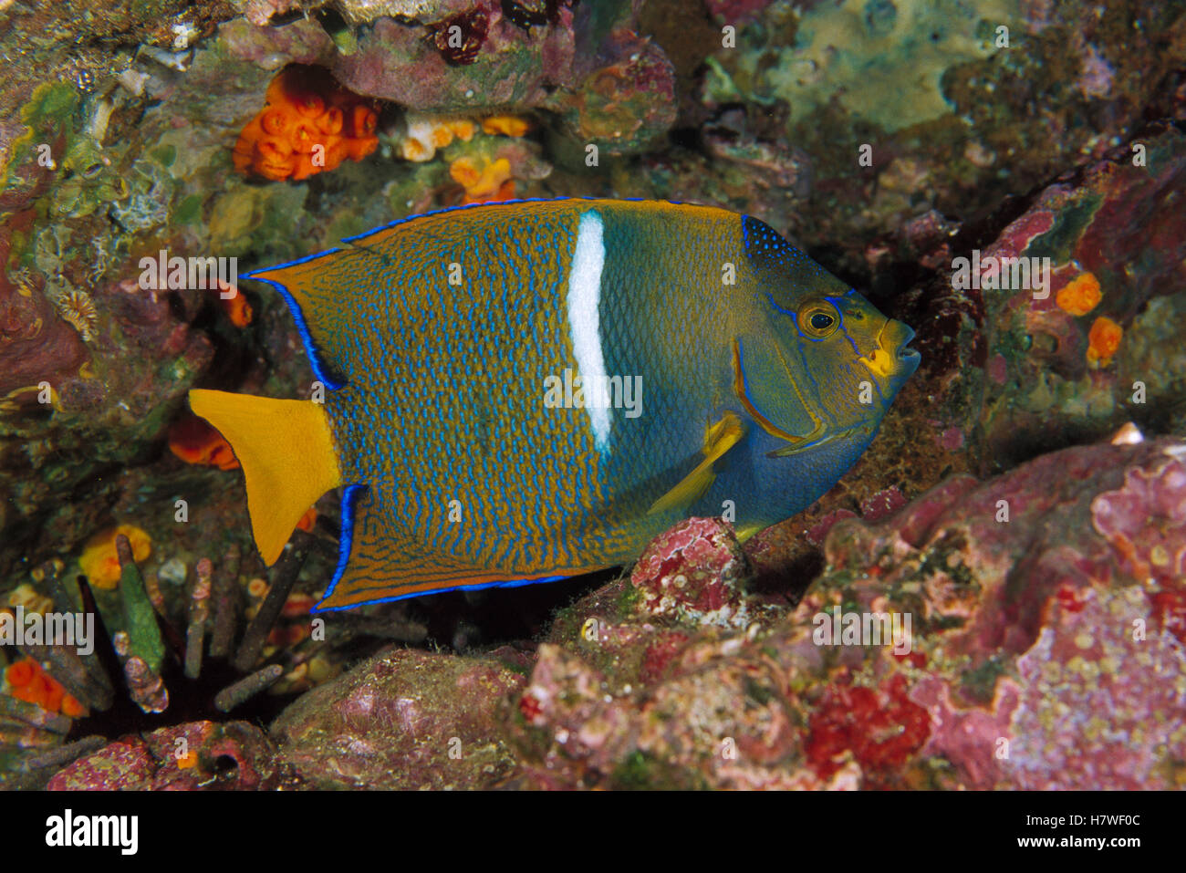 King Angelfish (Holacanthus passer), Galapagos Islands, Ecuador Stock ...