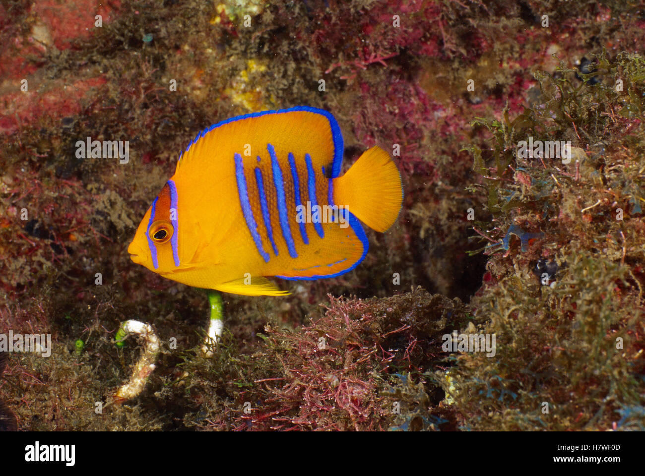 Clarion Angelfish (Holacanthus clarionensis) juvenile, Socorro Island ...