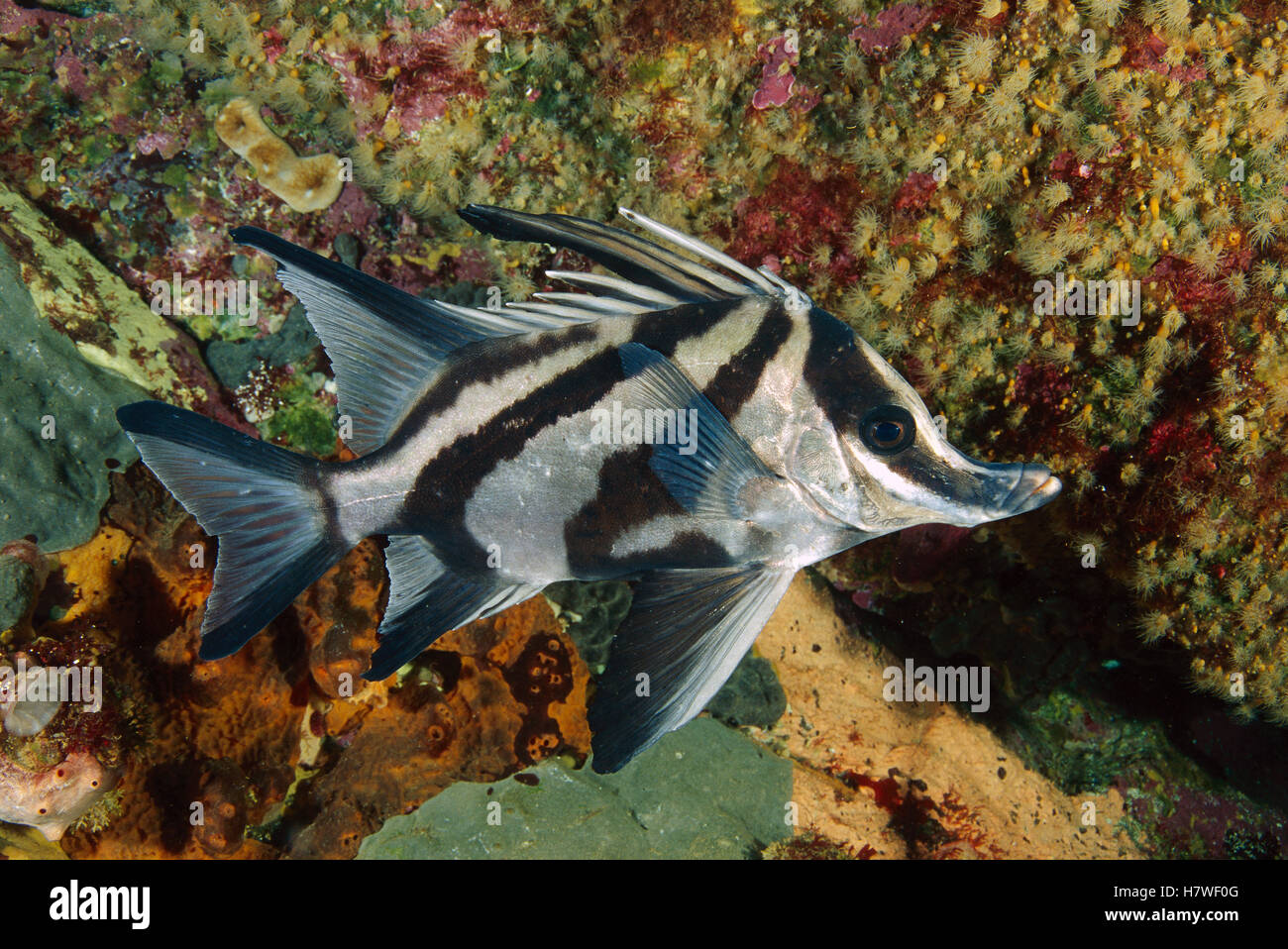 Long-snouted Boarfish (Pentaceropsis recurvirostris), Kangaroo Island ...