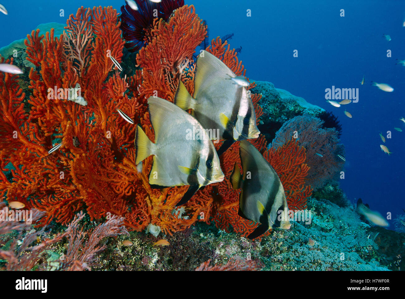 Dusky Batfish (Platax pinnatus) trio on reef, Gili Islands, Indonesia ...