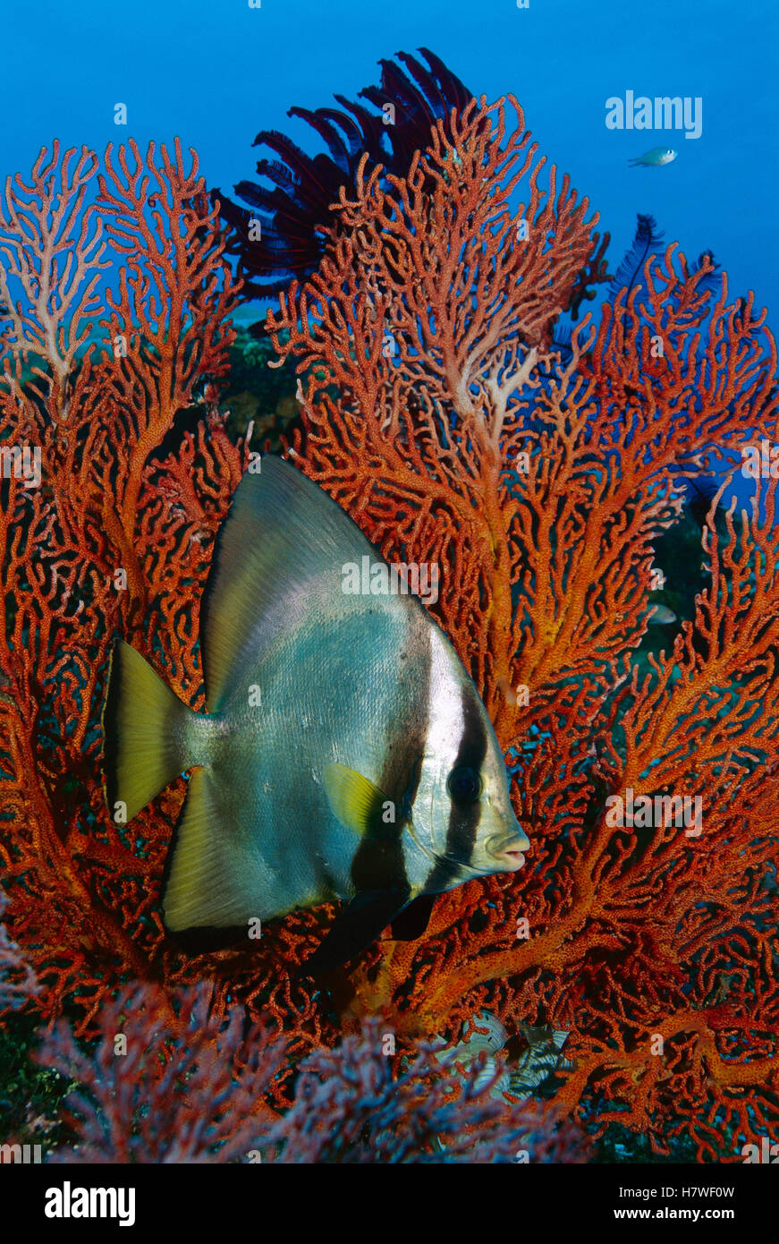 Dusky Batfish (Platax pinnatus) on reef, Gili Islands, Indonesia Stock ...