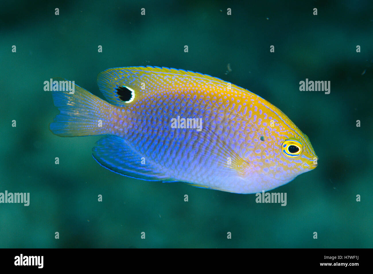 Princess Damsel (Pomacentrus vaiuli), Manado, Indonesia Stock Photo - Alamy