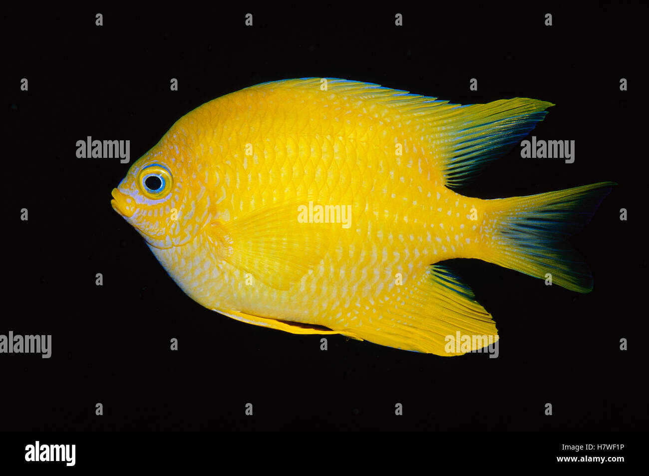 Golden Damselfish (Amblyglyphidodon aureus), Tonga Stock Photo - Alamy