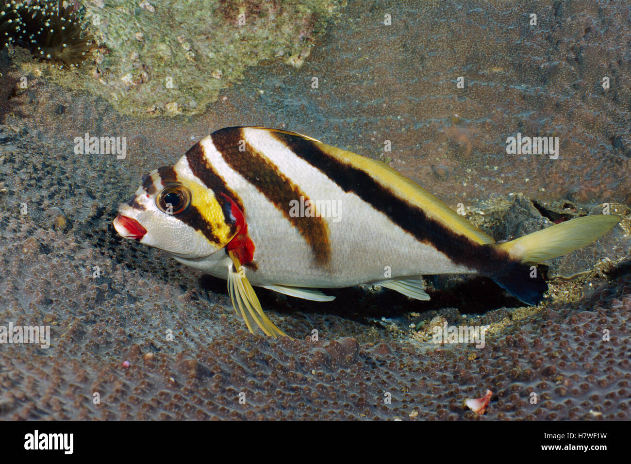 Crested Morwong (Cheilodactylus vestitus) guarding eggs, New South ...
