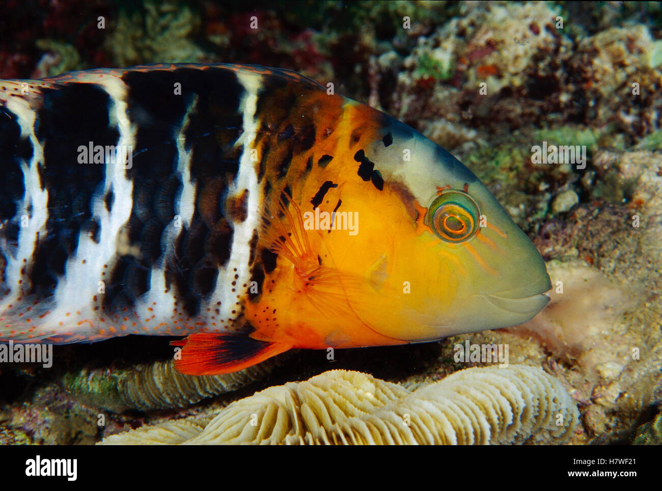 Red-breasted Wrasse (Cheilinus fasciatus), Kimbe Bay, Papua New Guinea ...