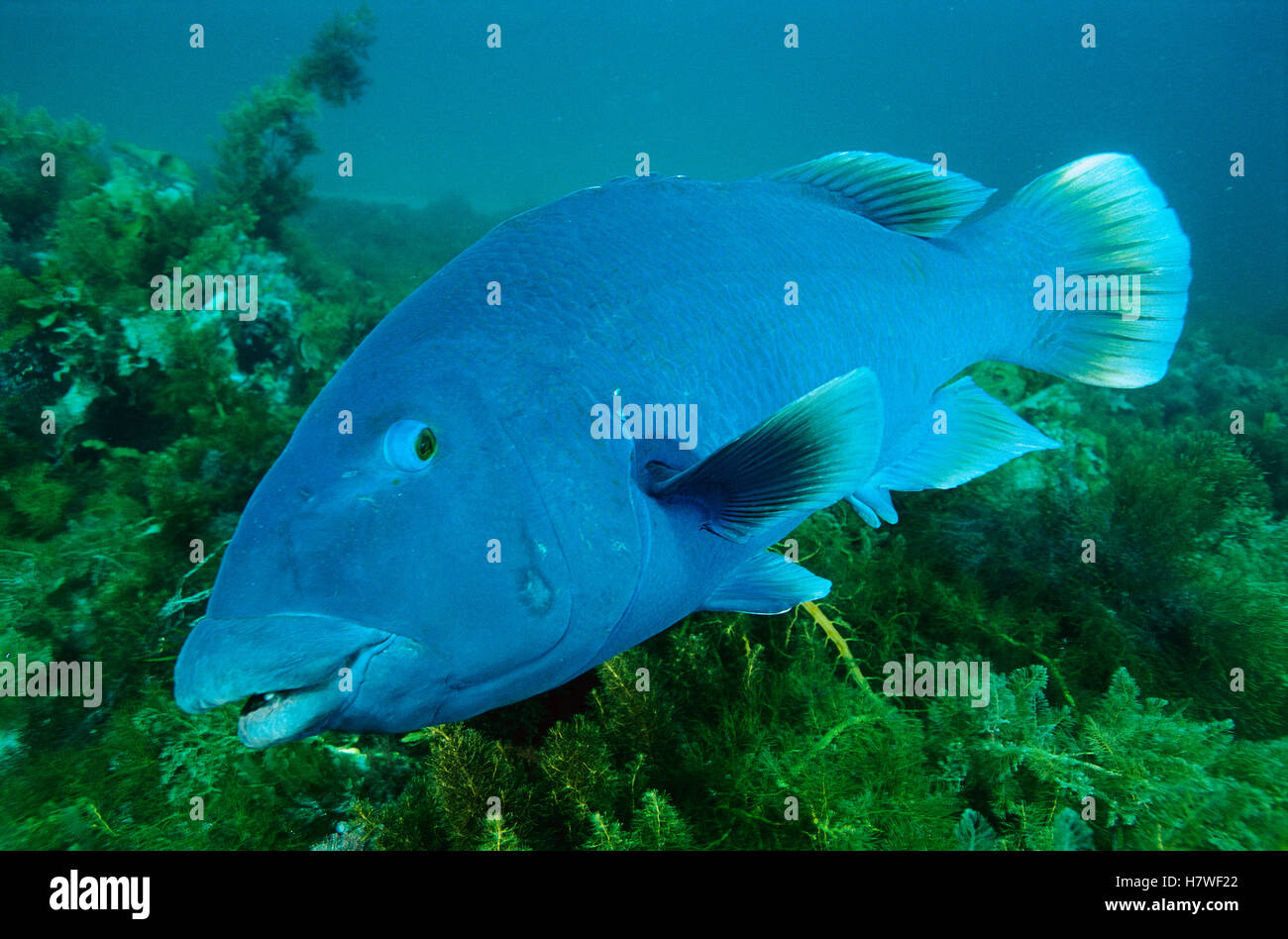 Western Blue Groper (Achoerodus gouldii) male, Kangaroo Island ...