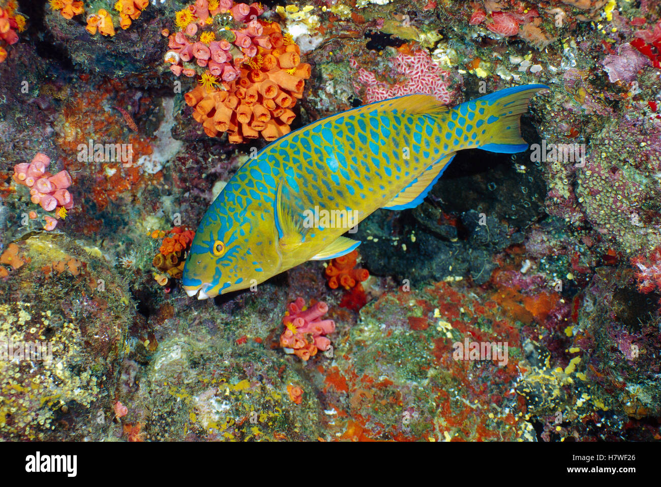 Blue-barred Parrotfish (Scarus ghobban), Andaman Sea, Thailand Stock ...