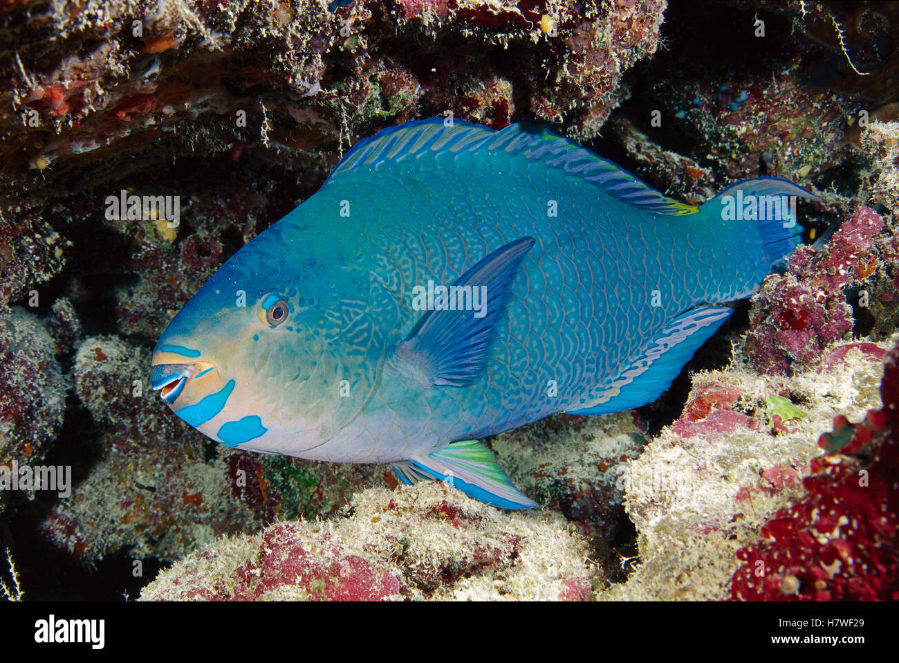 Filament-finned Parrotfish (Scarus altipinnis) sleeping at night, Coral ...