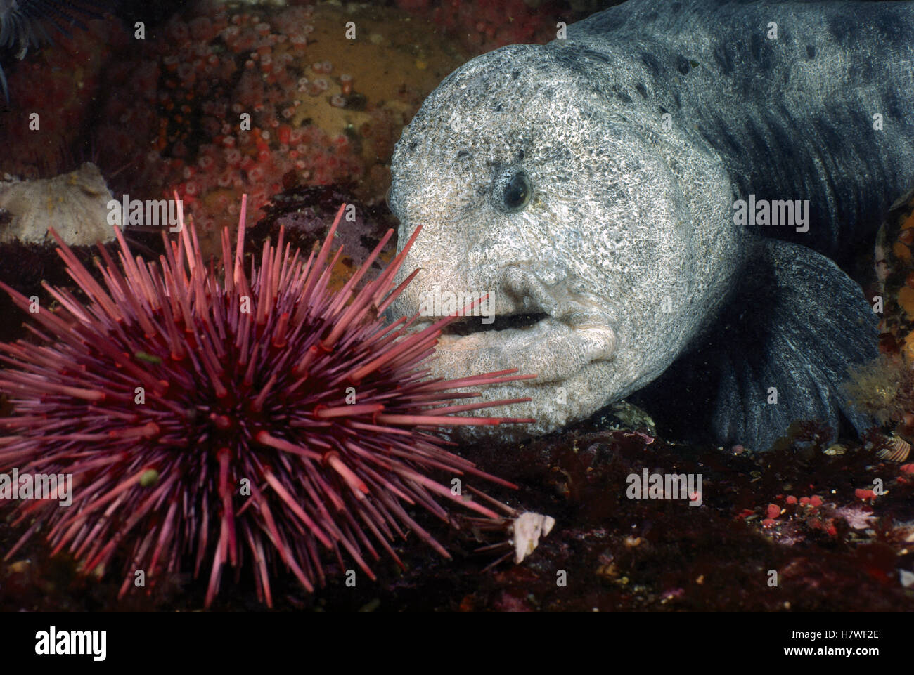 Wolf Eel (Anarrhichthys ocellatus) male eating sea urchin, British ...