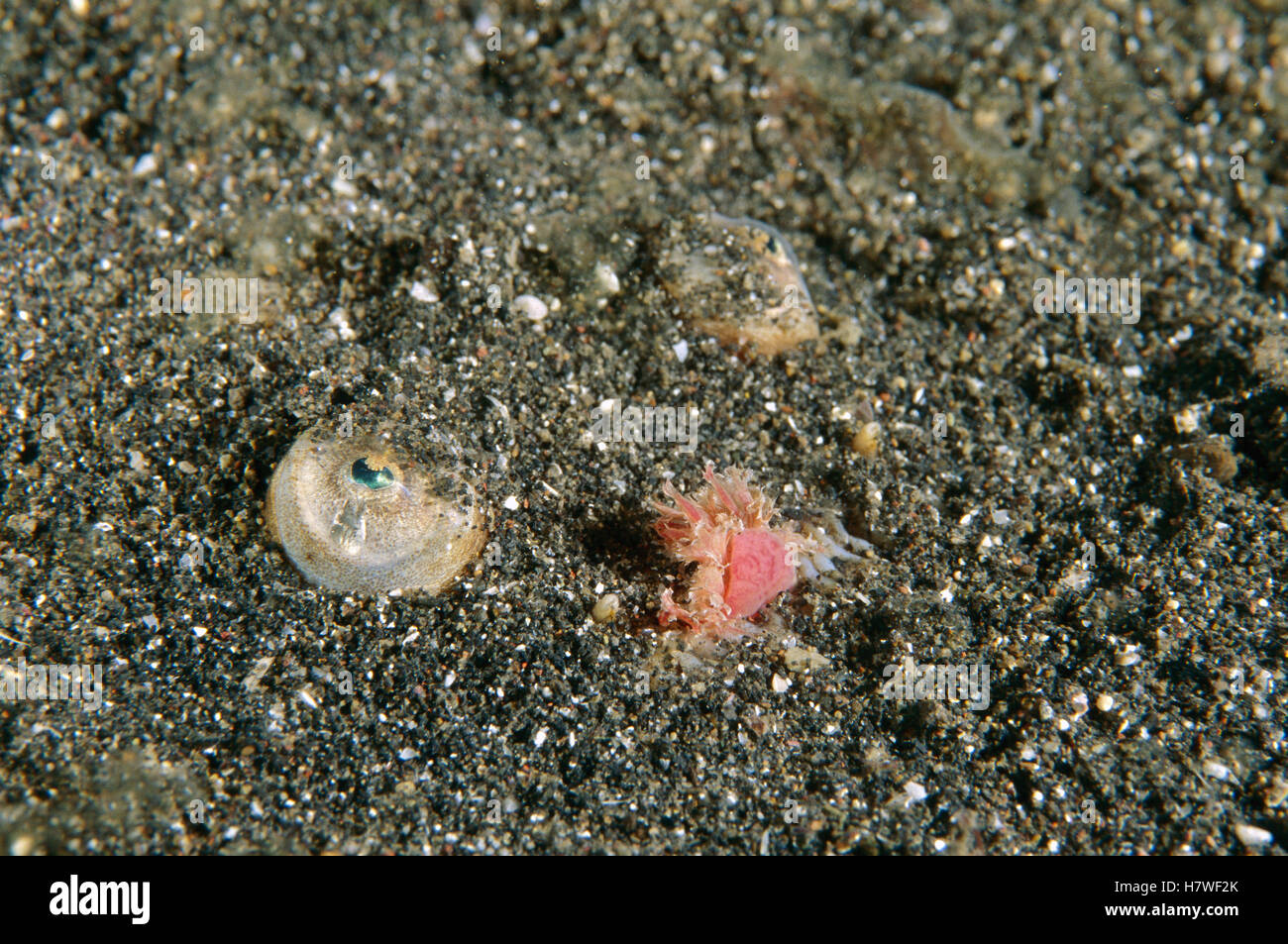 Whitemargin Stargazer (Uranoscopus sulphureus) buried in the sand with ...