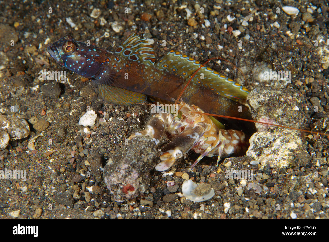 Metallic Shrimp-goby (Amblyeleotris latifasciata) keeps watch while its ...