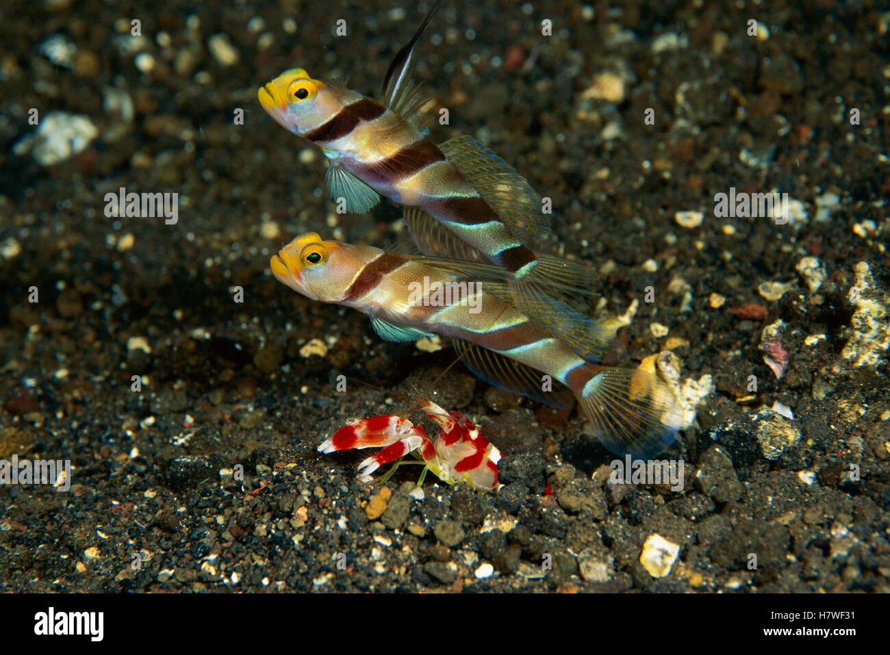 Black-rayed Shrimpgoby (Stonogobiops nematodes) pair sharing a burrow ...
