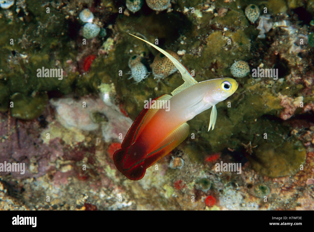 Fire Goby (Nemateleotris magnifica), Bali, Indonesia Stock Photo - Alamy