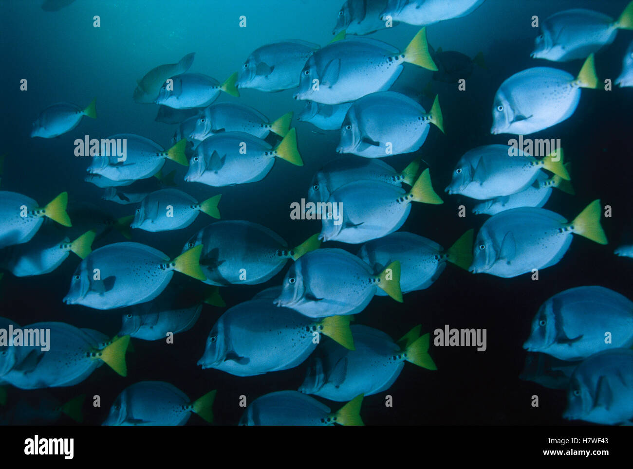 Yellow-tailed Surgeonfish (Prionurus laticlavius) school, Ecuador Stock ...